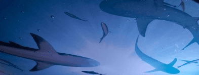 Cryolounge | EōS Fitness